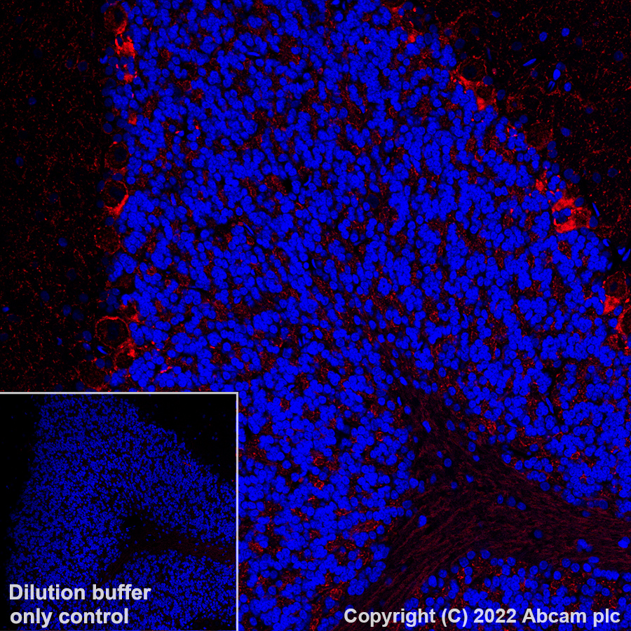 Alexa Fluor® 555 Rabbit monoclonal [EPR20578] to GAD67/GAD1 (ab306572) | Abcam
