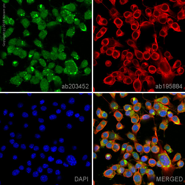 Alexa Fluor® 555 Anti-RAP1GAP antibody [Y134] (ab203452) | Abcam