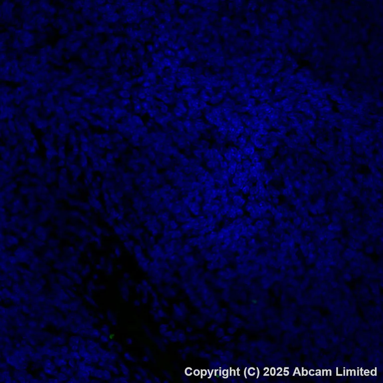 Alexa Fluor® 555 Anti-Sclerostin antibody [EPR28892-591] (ab325109 ...