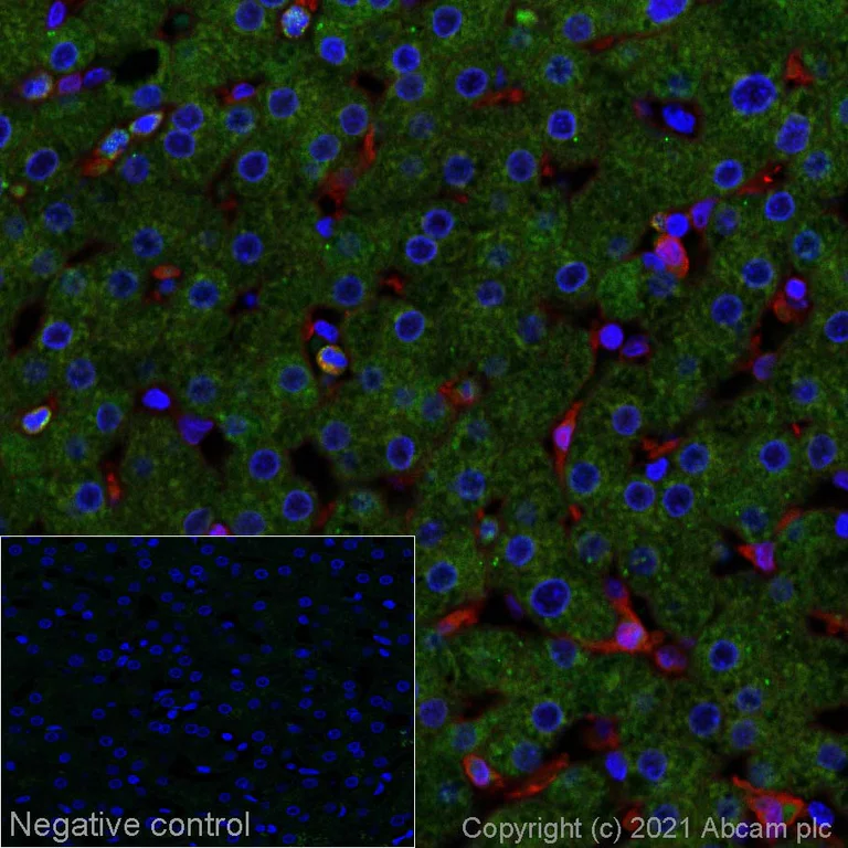 Alexa Fluor® 555 Anti-Sigma1-receptor antibody [EPR23266-69] (ab275168 ...