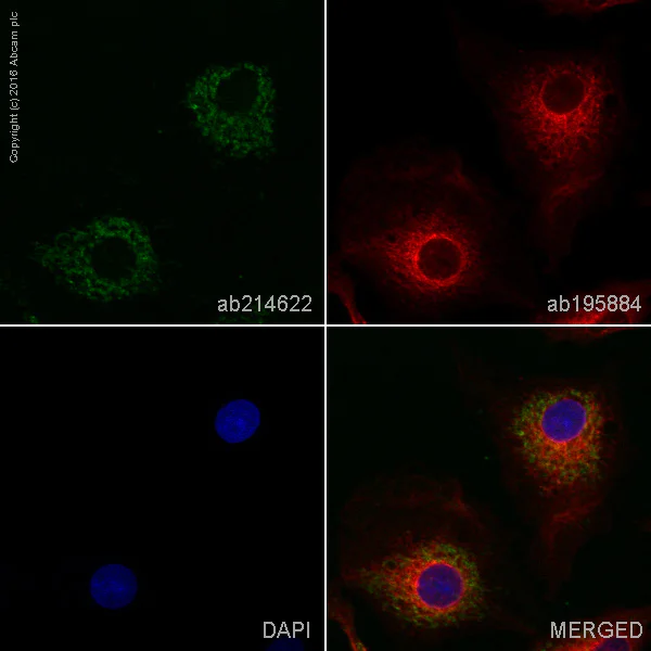 Alexa Fluor® 555 Anti-Smac/Diablo antibody [Y12] (ab214622) | Abcam