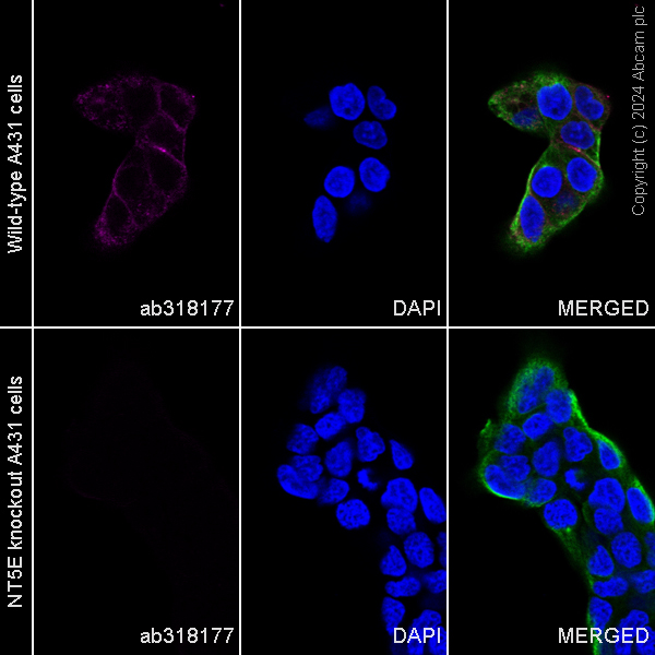 Anti-CD73 Alexa Fluor® 568 antibody [EPR28213-52] (ab318177) IgG | Abcam
