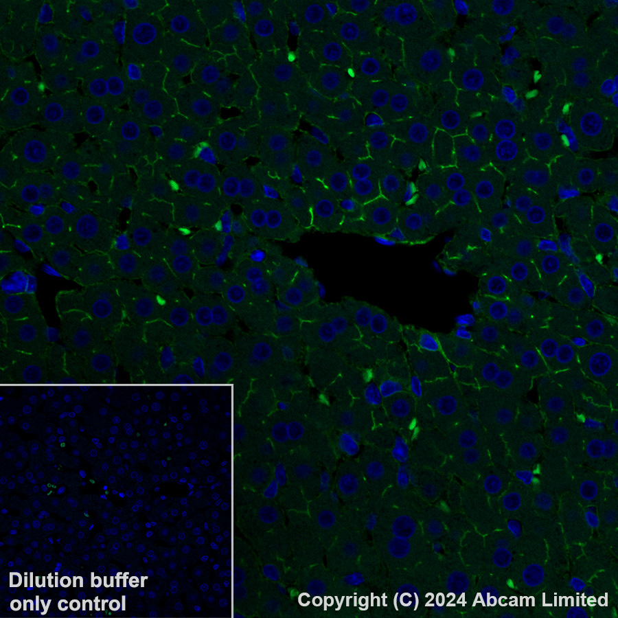 Alexa Fluor® 568 Anti-CD73 antibody [EPR28214-169] (ab322132) | Abcam