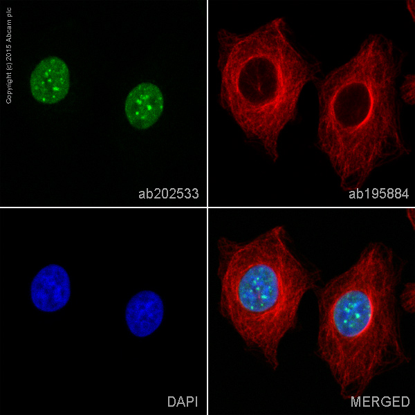 Alexa Fluor® 568 Anti-HP1 alpha antibody [EPR5777] (ab202533) | Abcam