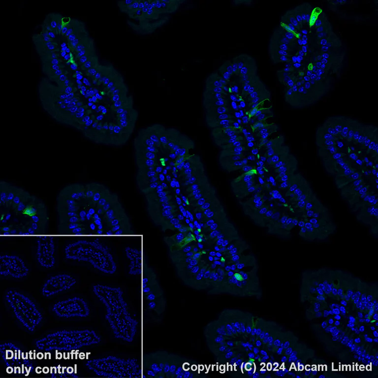 Anti-Indoleamine 2, 3-dioxygenase Alexa Fluor® 568 antibody [EPR28349 ...