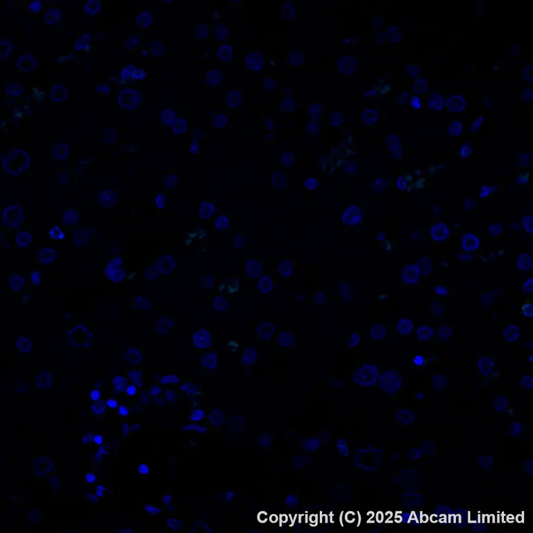 Alexa Fluor® 568 Anti-MNDA antibody [EPR28267-44] (ab325039) | Abcam