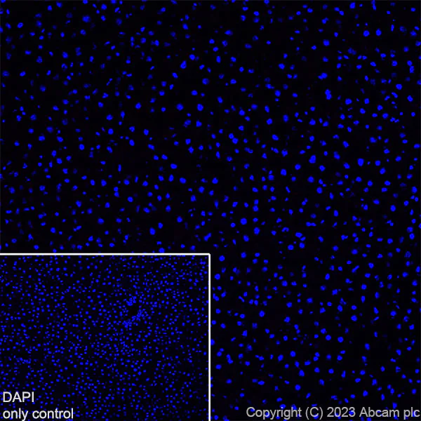Alexa Fluor® 568 Anti-Myelin oligodendrocyte glycoprotein antibody ...