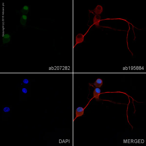 Alexa Fluor® 568 conjugated Anti-NeuN antibody [EPR12763] - Neuronal ...