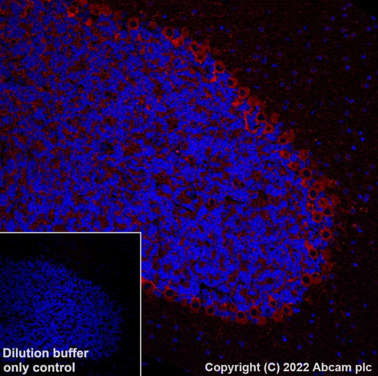 Alexa Fluor® 568 Rabbit monoclonal [EPR20578] to GAD67/GAD1 (ab303463 ...