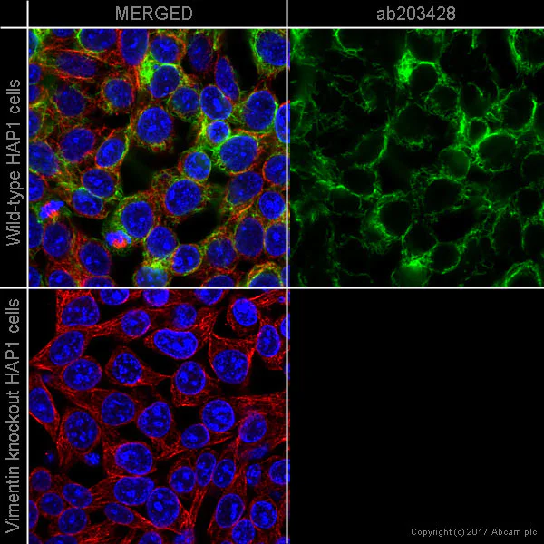 Anti-Vimentin Alexa Fluor® 568 antibody [EPR3776] (ab202504) IgG | Abcam