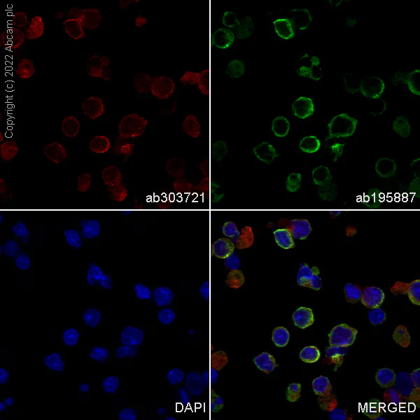 Alexa Fluor® 594 Anti-CD147 antibody [EPR18008-8] (ab303721) | Abcam