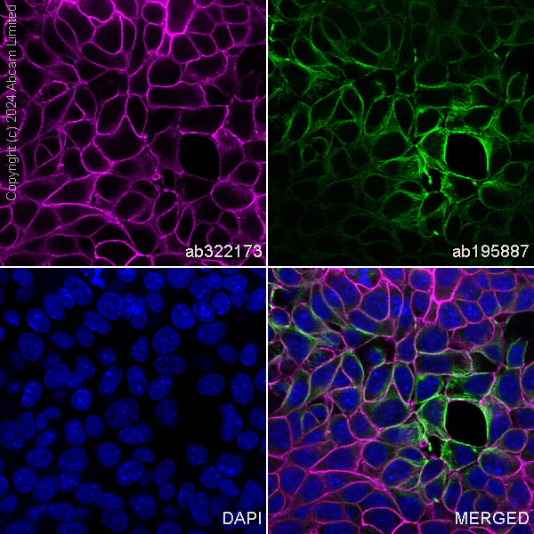 Anti-CD98 Alexa Fluor® 594 antibody [EPR27111-83] (ab322173) IgG | Abcam
