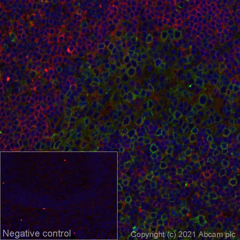 Alexa Fluor® 594 Anti-HLA-DPB1 抗体 [EPR11226] (ab277933) | Abcam