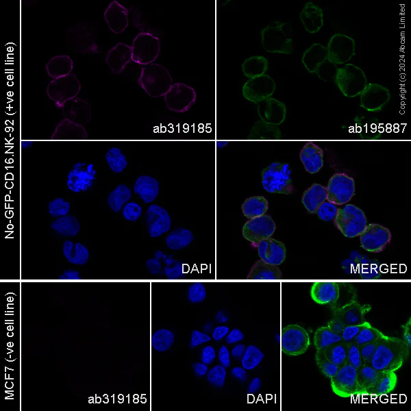 Alexa Fluor® 594 Anti-NCAM1 antibody [EPR26939-108] (ab319185) | Abcam