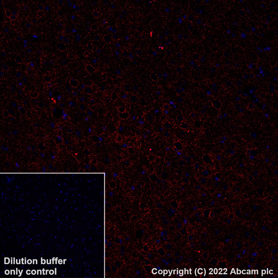 Alexa Fluor® 594 Rabbit monoclonal [EPR20578] to GAD67/GAD1 (ab306573 ...