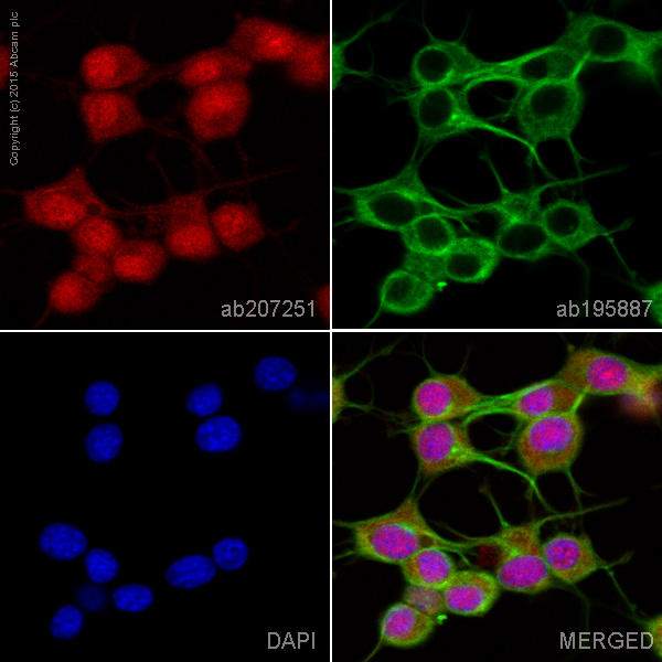 Alexa Fluor® 594 Anti-RUNX1 / AML1+RUNX3+RUNX2 antibody [EPR3099] (ab207251) | Abcam
