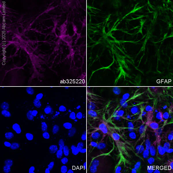 Alexa Fluor® 647 Anti-ALDH1L1 antibody [EPR25443-103] (ab325220) | Abcam