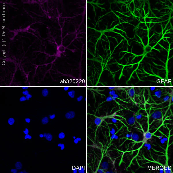 Alexa Fluor® 647 Anti-ALDH1L1 antibody [EPR25443-103] (ab325220) | Abcam