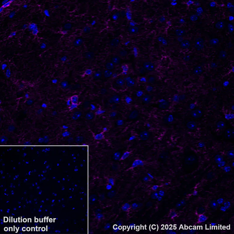Alexa Fluor® 647 Anti-ALDH1L1 antibody [EPR25443-103] (ab325220) | Abcam