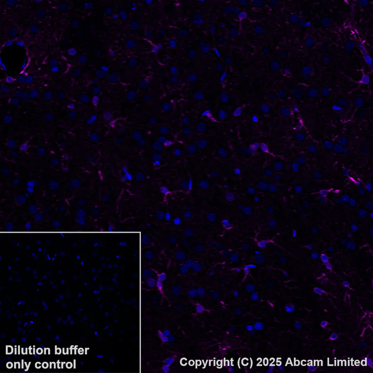 Alexa Fluor® 647 Anti-ALDH1L1 antibody [EPR25443-103] (ab325220) | Abcam