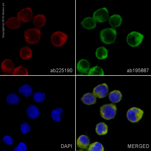 Alexa Fluor® 647 Anti-alpha 1a Adrenergic Receptor/ADRA1A抗体[EPR9691(B ...