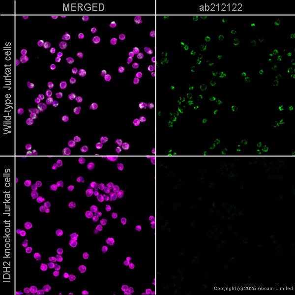 Alexa Fluor® 647 Anti-gamma Tubulin抗体[TU-30] - C-terminal - Centrosome ...