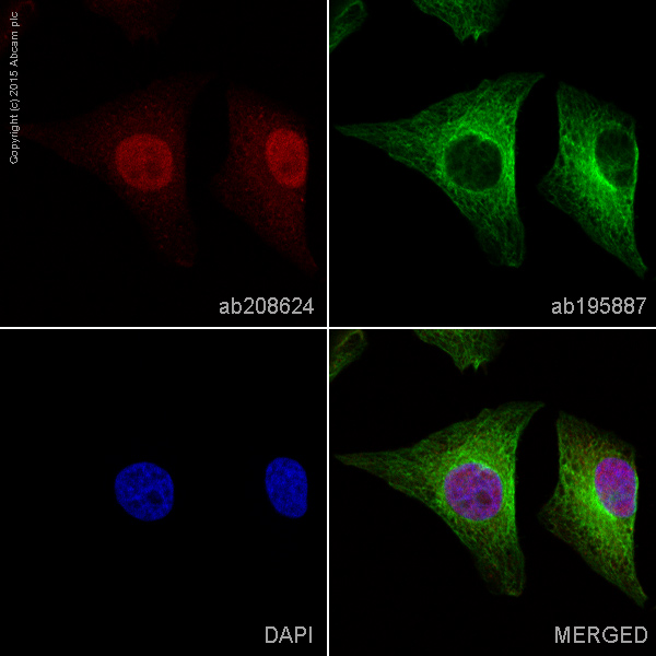 Alexa Fluor® 647 Anti-ARIH2/TRIAD1 antibody [EPR7671] (ab208624) | Abcam