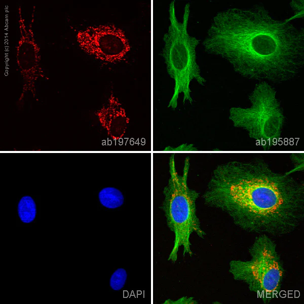 Anti-ATPB - Mitochondrial Marker Alexa Fluor® 647 antibody [3D5 ...