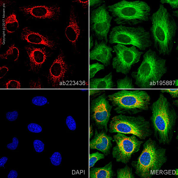 Anti-ATPB Alexa Fluor® 647 antibody [EPR11990] (ab223436) IgG | Abcam