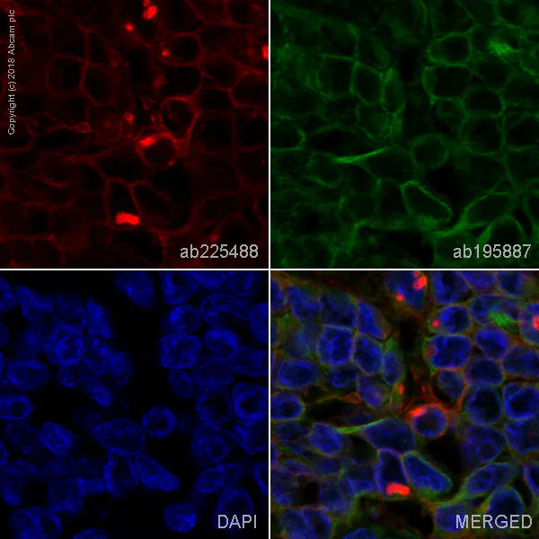 Anti-B7H4 Alexa Fluor® 647 antibody [EPR20236] (ab225488) IgG | Abcam
