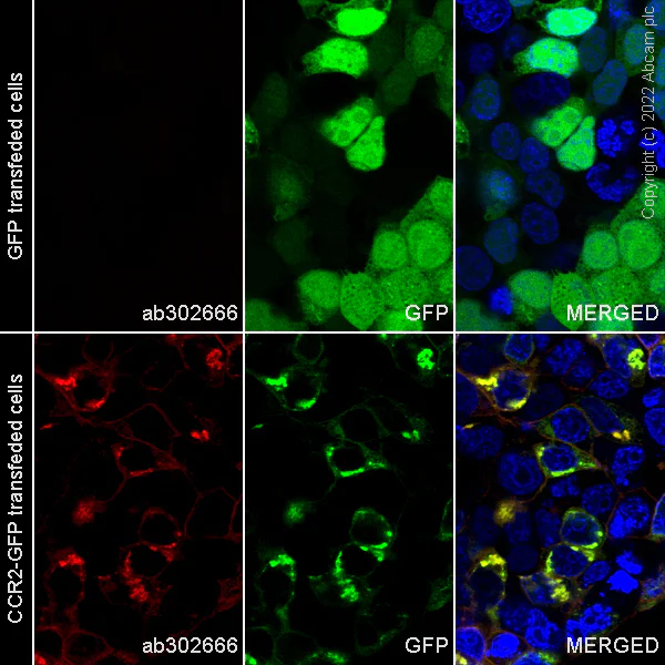 Anti-CCR2 Alexa Fluor® 647 antibody [EPR20844-15] (ab302666) IgG | Abcam
