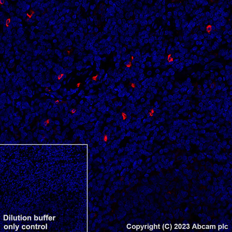 Alexa Fluor® 647 Anti-CD63 - Late Endosome Marker antibody [EPR5702 ...