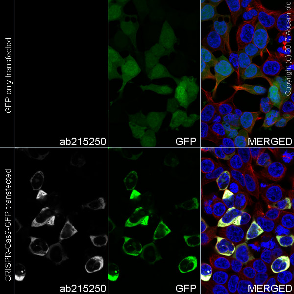 Alexa Fluor® 647 Anti-CRISPR-Cas9 antibody [EPR19799] (ab215250) | Abcam