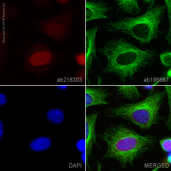 Anti-Cyclin A2 Alexa Fluor® 647 antibody [EPR17351] (ab216303) Rabbit ...