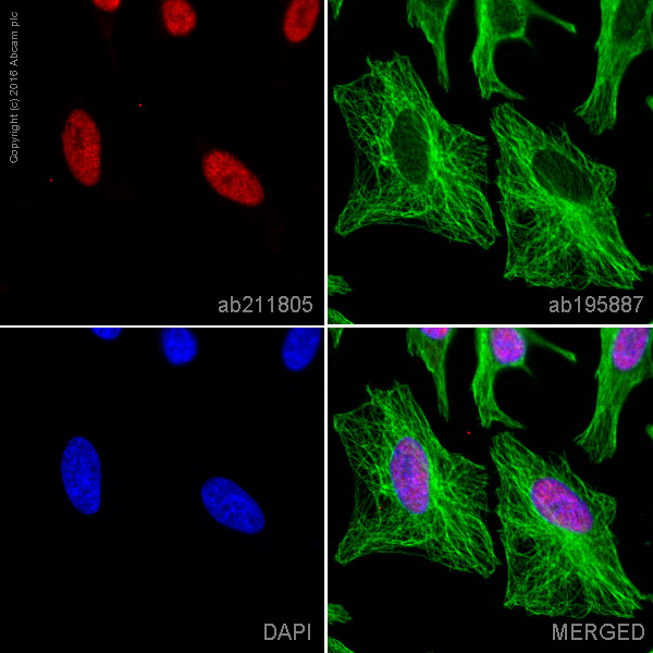 Anti-Cyclin A2 Alexa Fluor® 647 antibody [Y193] (ab211805) IgG | Abcam
