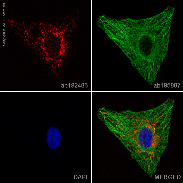 Cytochrome C抗体[EPR1327] (ab133504)| Abcam中文官网
