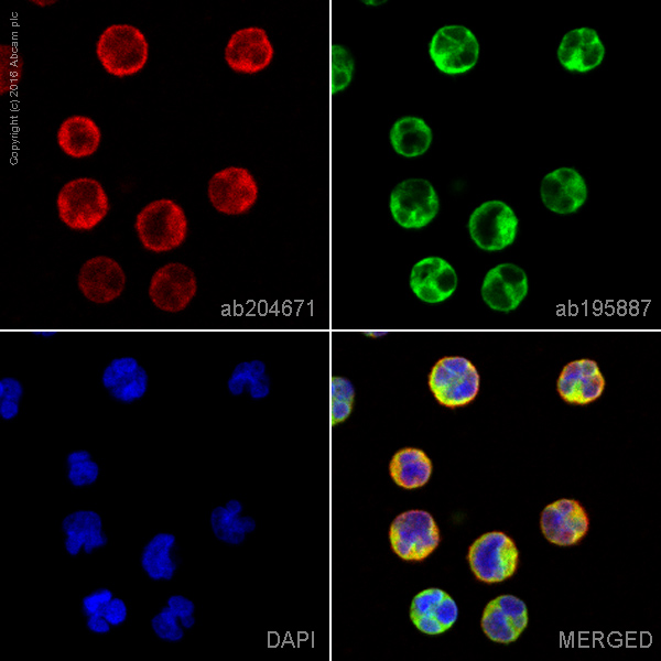 Alexa Fluor® 647 Anti-Fas antibody [EPR5700] (ab204671) | Abcam