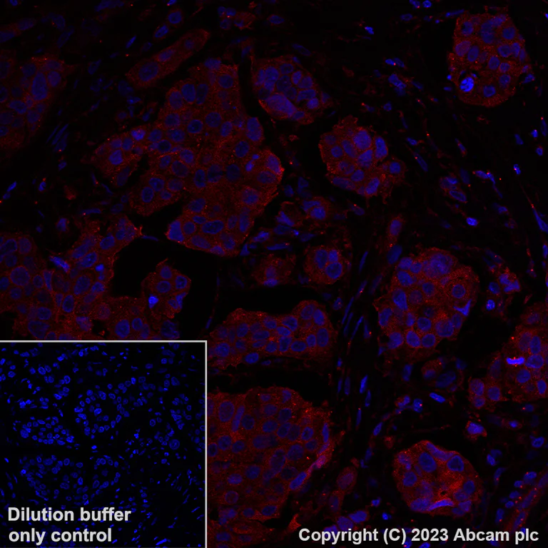 Alexa Fluor® 647 Anti-gamma Tubulin - Centrosome Marker antibody ...