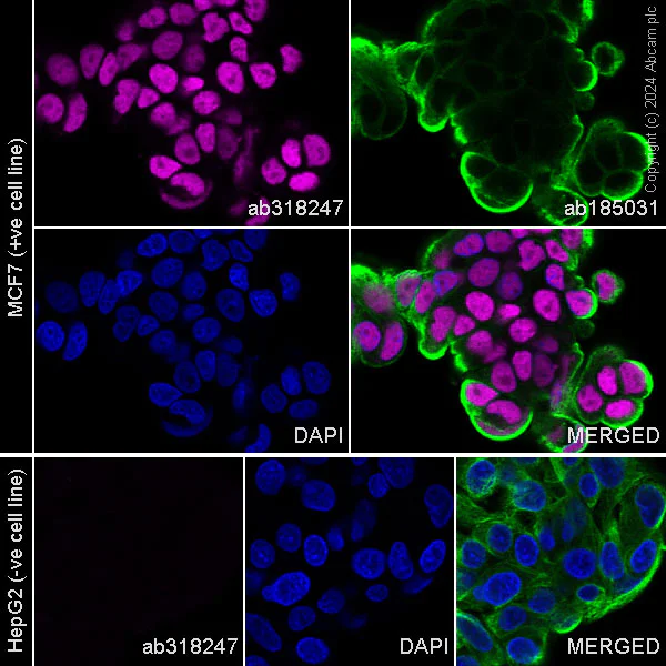 Alexa Fluor® 647 Anti-GATA3 antibody [L50-823] (ab318247) | Abcam