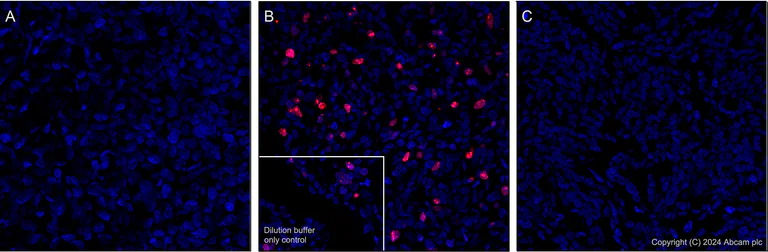 Anti-Histone H2B (mutated E76Q) Alexa Fluor® 647 antibody [EPR27299-85 ...