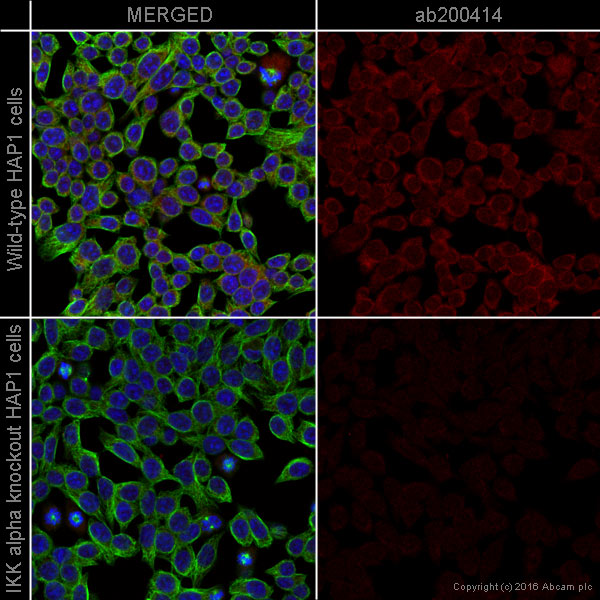 Anti-IKK alpha Alexa Fluor® 647 antibody [Y463] (ab200414) IgG | Abcam
