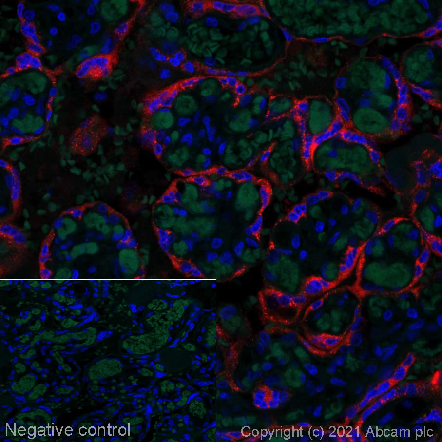 Anti-Kisspeptin Alexa Fluor® 647 antibody [EPR23770-189] (ab286829) | Abcam