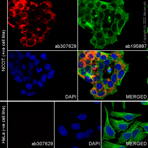 Alexa Fluor® 647 Anti-Lin28A antibody [EPR4640] (ab307629) | Abcam