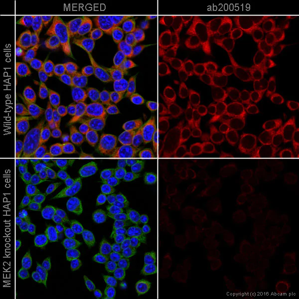 Alexa Fluor® 647 Anti-MEK2 抗体 [Y78] (ab200519) | Abcam