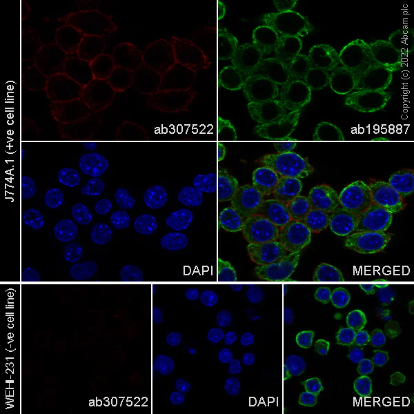 Alexa Fluor® 647 Anti-MERTK antibody [EPR26359-12] (ab307522) | Abcam
