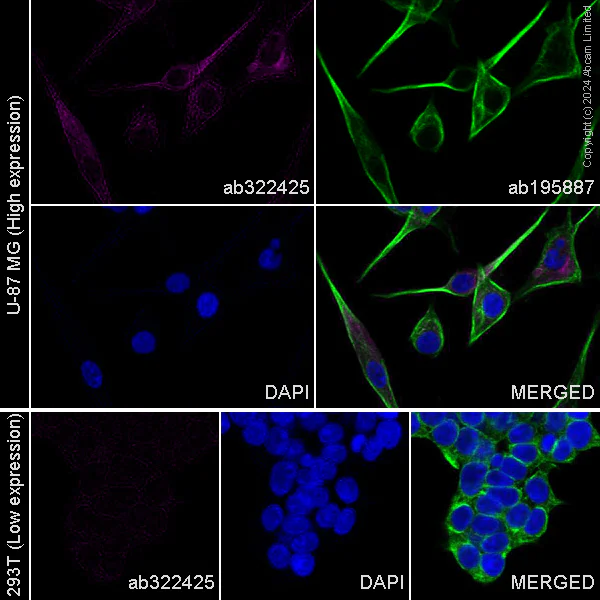 Anti-Nestin Alexa Fluor® 647 antibody [EPR1301(2)] (ab322425) IgG | Abcam