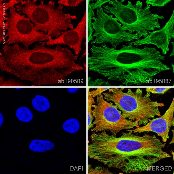 Anti-NF-kB p65 Alexa Fluor® 647 antibody [E379] (ab190589) IgG | Abcam