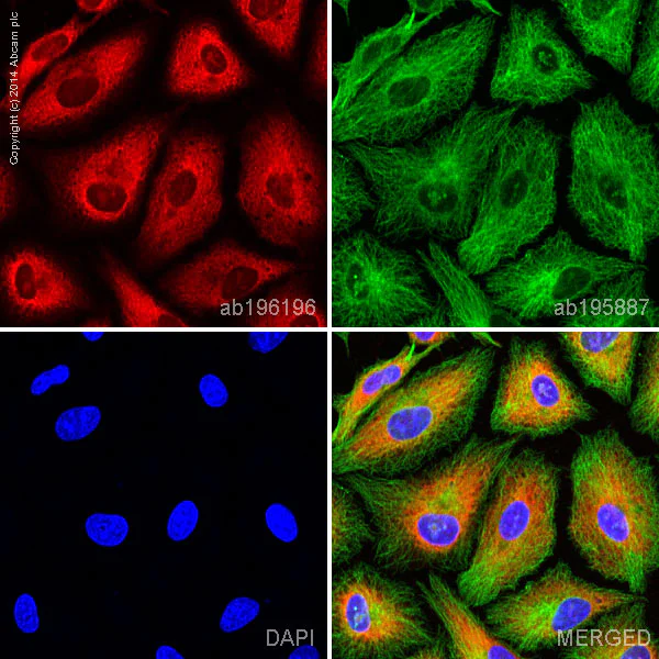Alexa Fluor® 647 Anti-NQO1 antibody [EPR3309] (ab196196) | Abcam