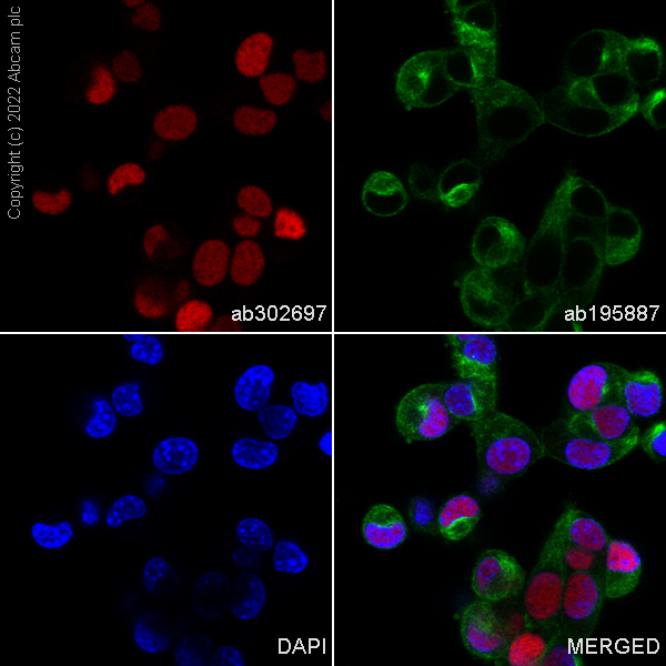 Anti-p53 Alexa Fluor® 647 antibody [EPR20416-124] (ab302697) IgG | Abcam