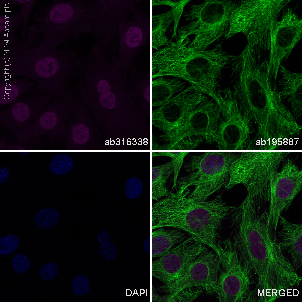 Alexa Fluor® 647 Anti-Pin1 antibody [EPR18546-317] (ab316338) | Abcam
